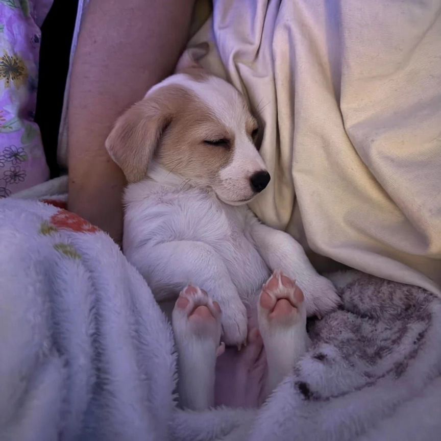 Джек рассел