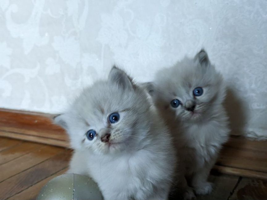 Невские маскарадные котята. Бронь