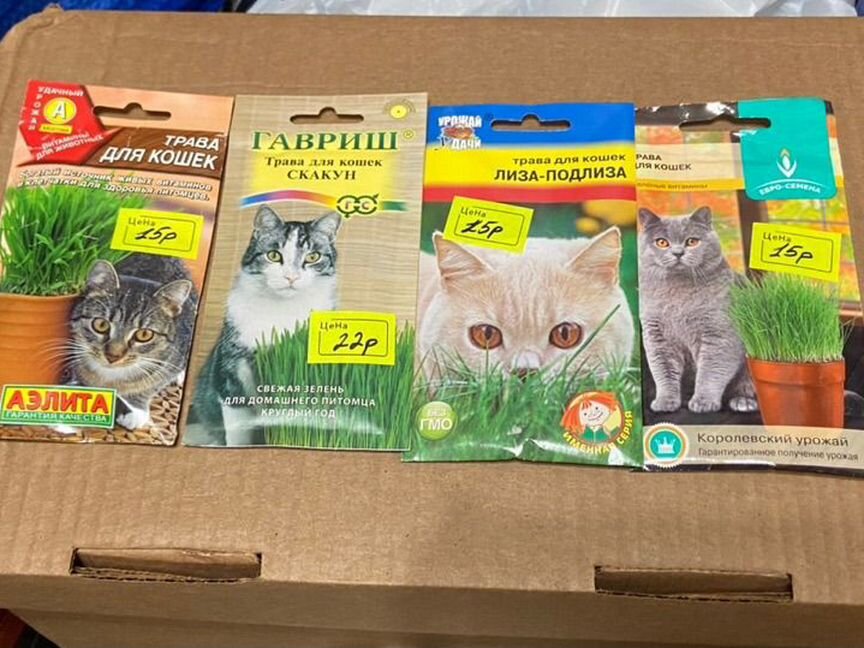Семена трава для кошек