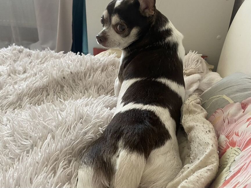 Вязка кобель чихуахуа