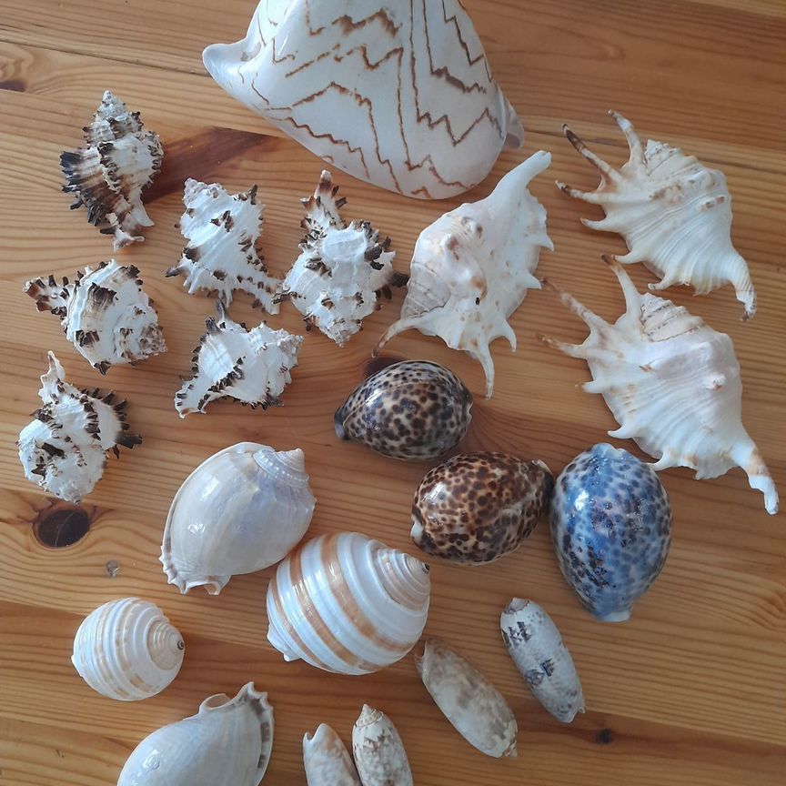 Ракушки коллекционные