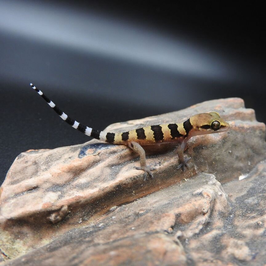 Террариум для легко убегающих видов гекконов