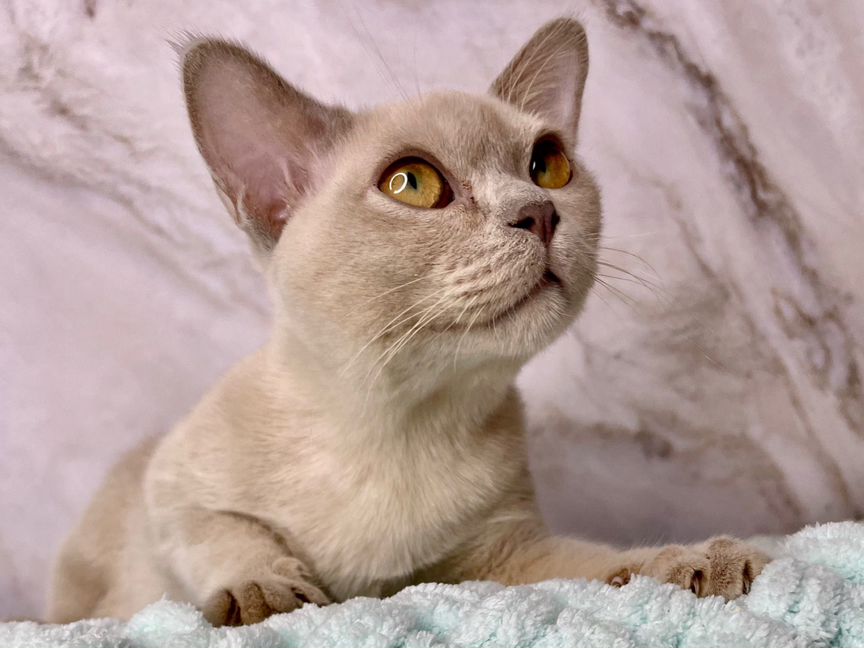 Бурманские котята (пэт)