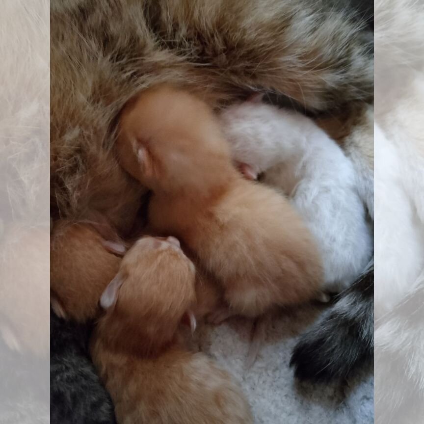 Отдам котят в добрые руки