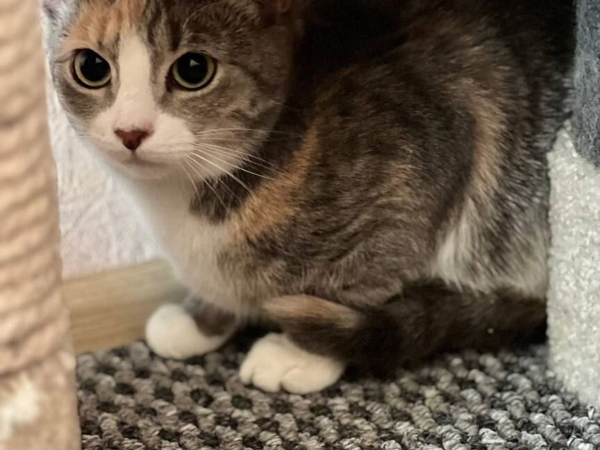 Котенок Любаша