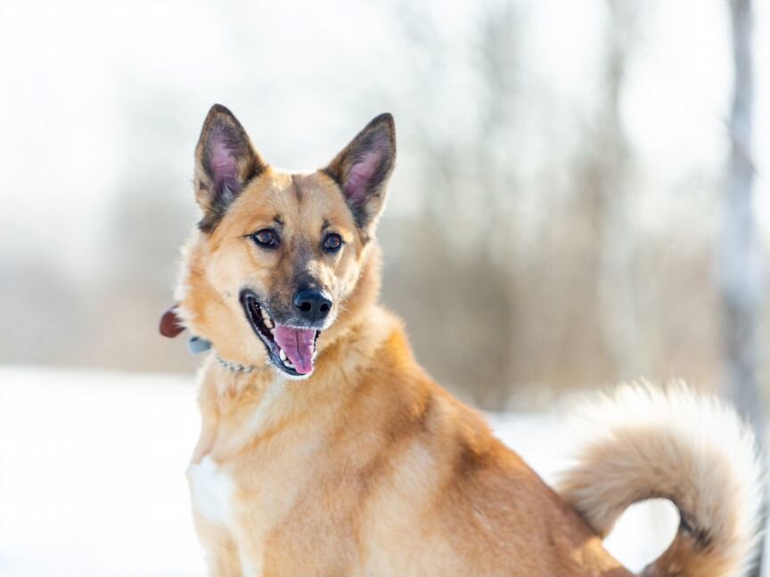 Рыжуля ищет семью