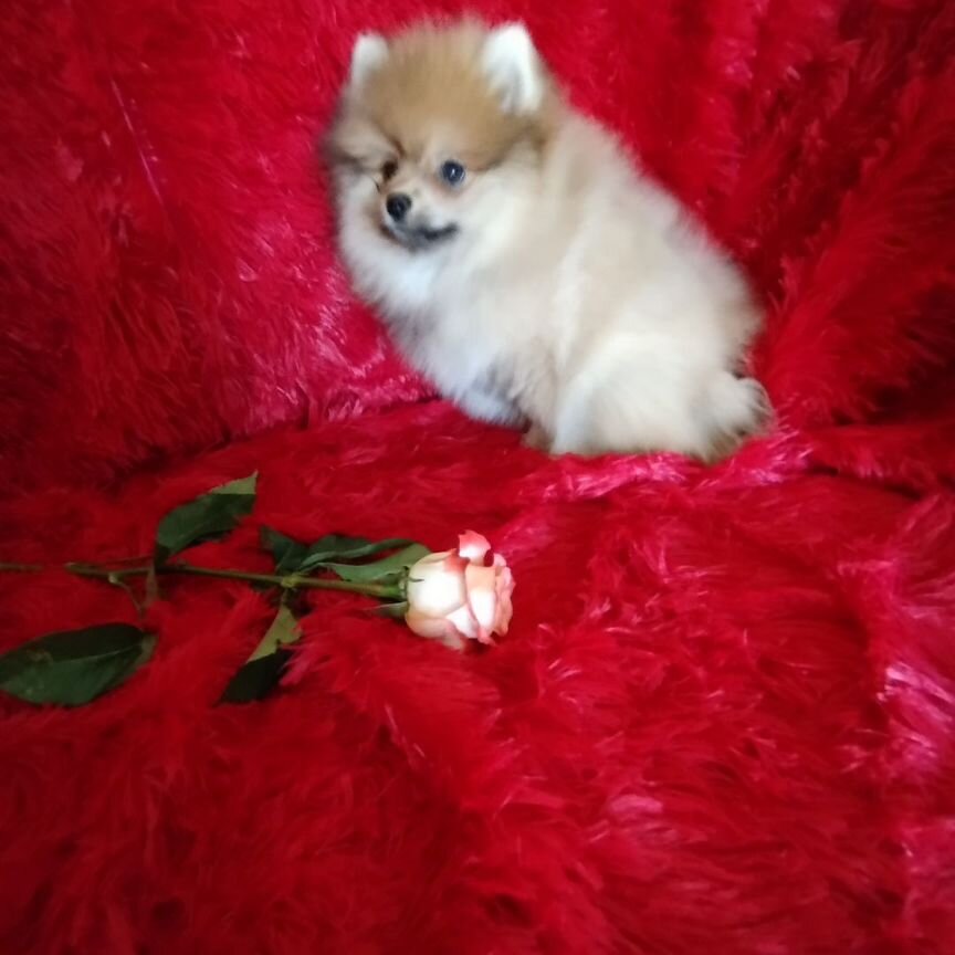 Мальчишки соболиного окраса