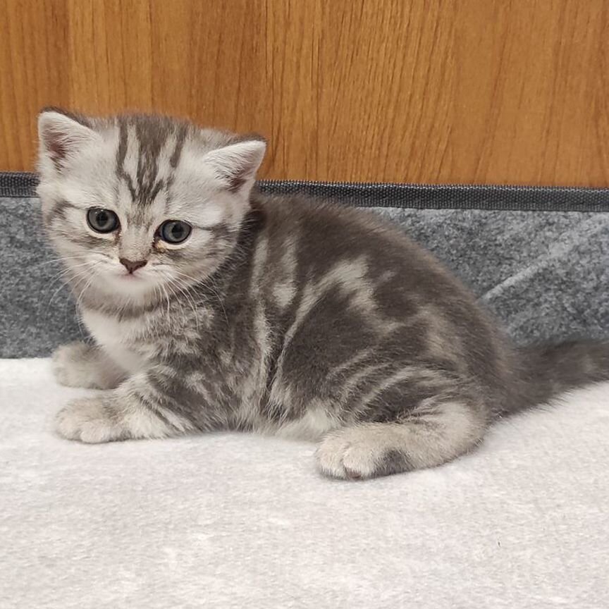 Шотландский котëнок девочка :)