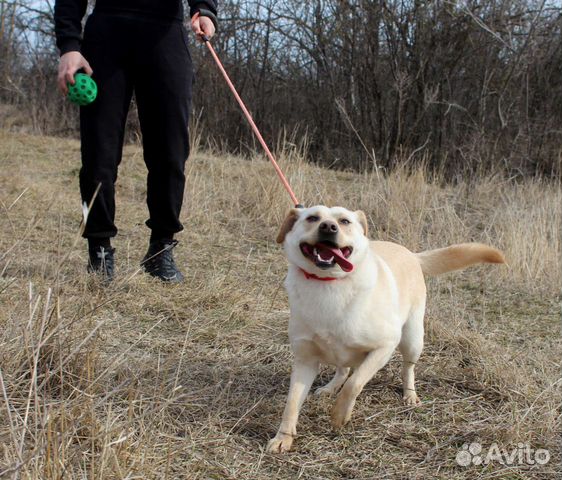 Уже не щенок но ещё маленький ищет дом