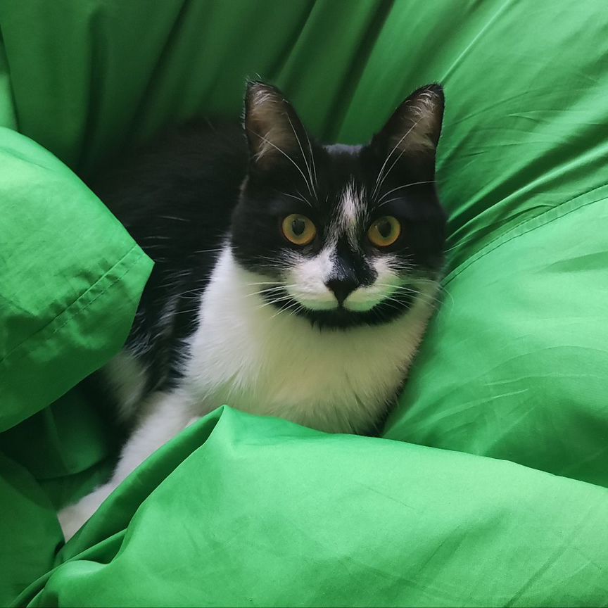 Кошечка 4 года