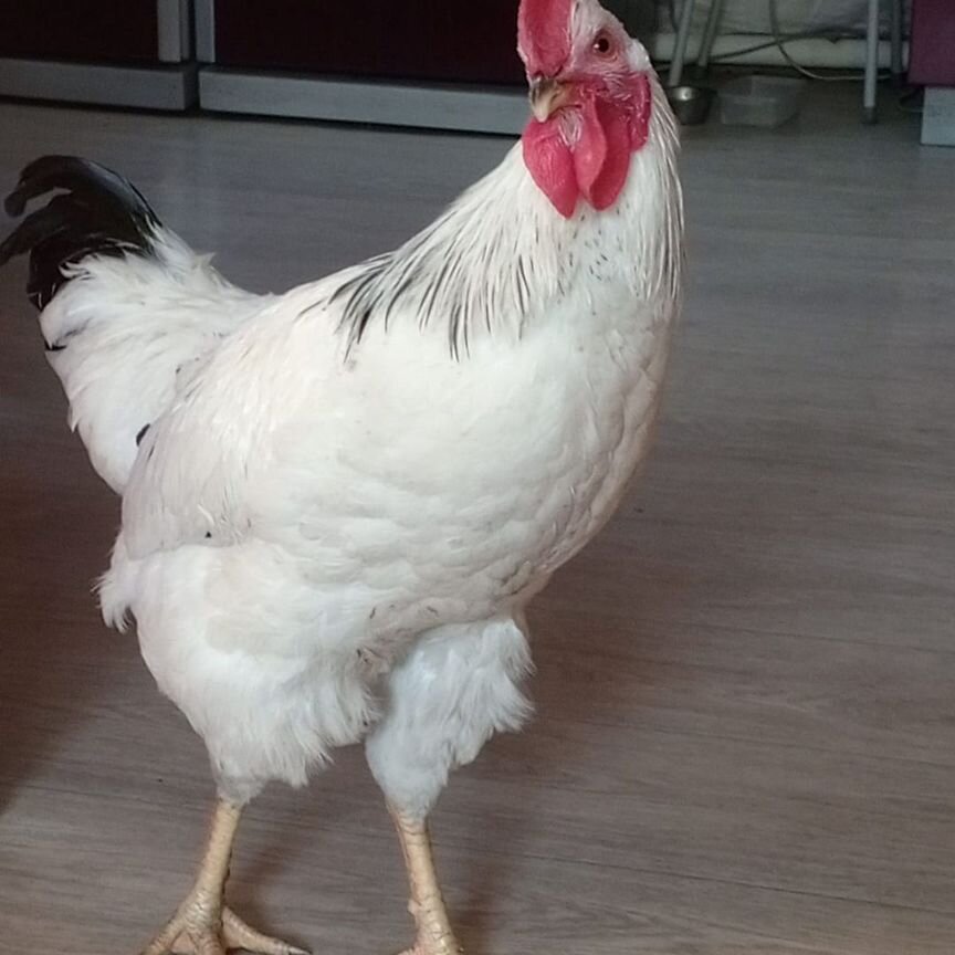 Продам молодых Петухов