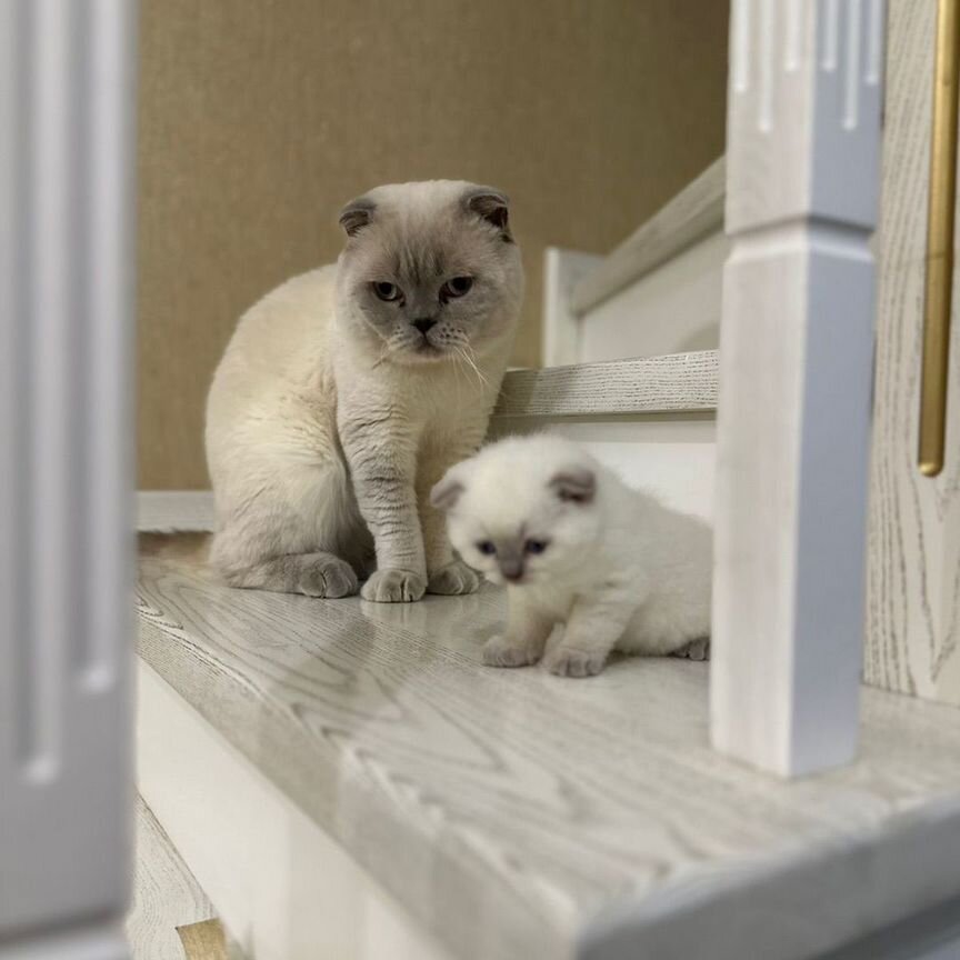 Шотландские вислоухие котята