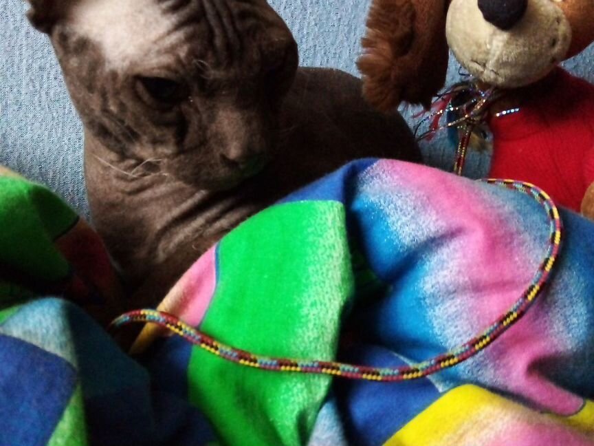 Сфинкс кошечка 7мес