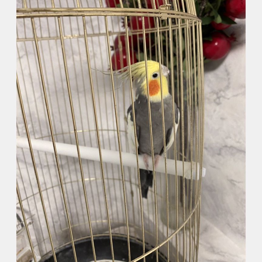 Попугай корелла мальчик