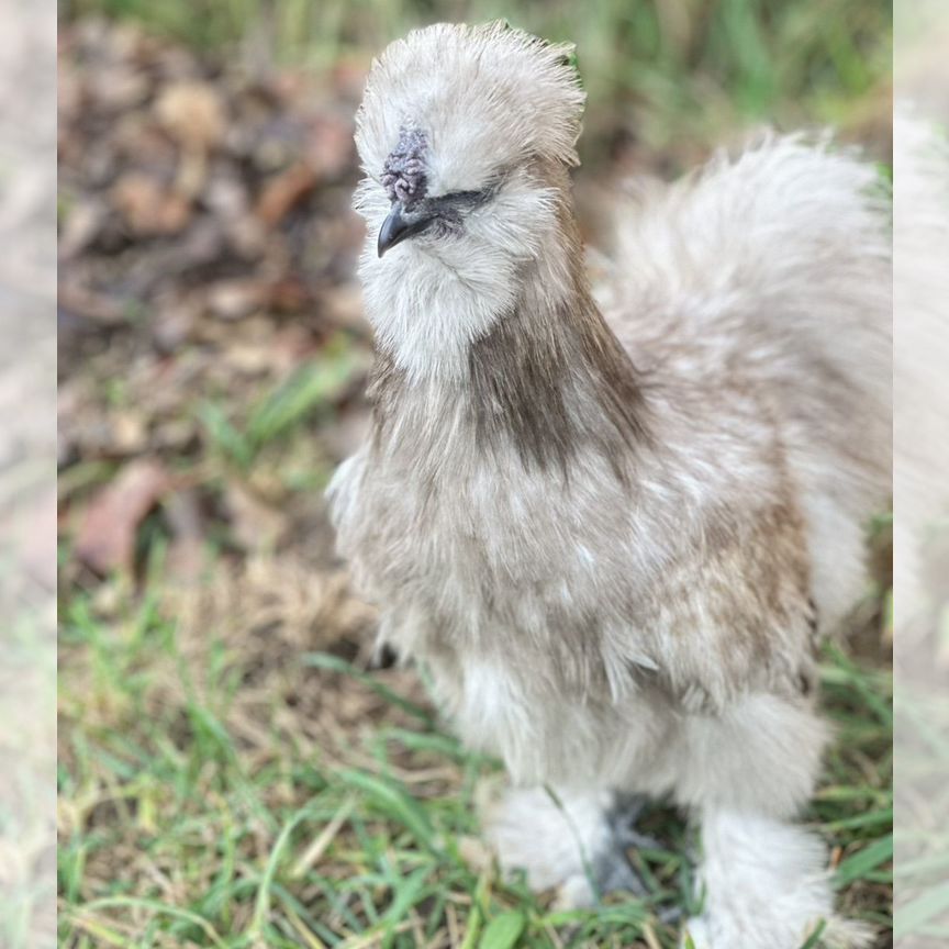 Молодые петухи