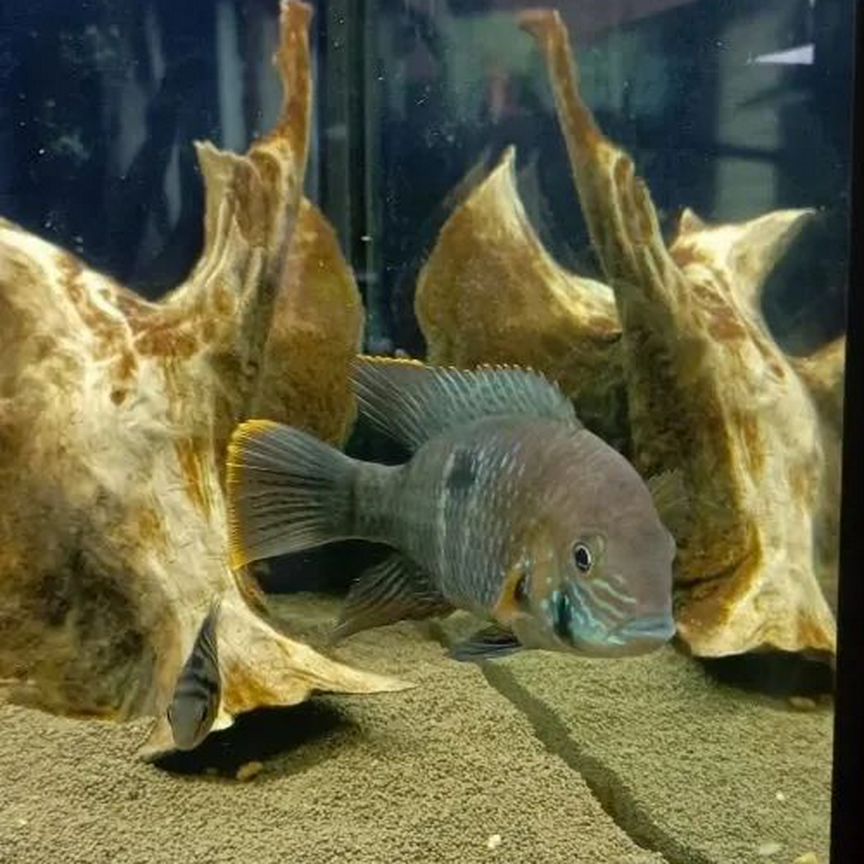 Рыбки акара бирюзовая и цихлозомы мальки