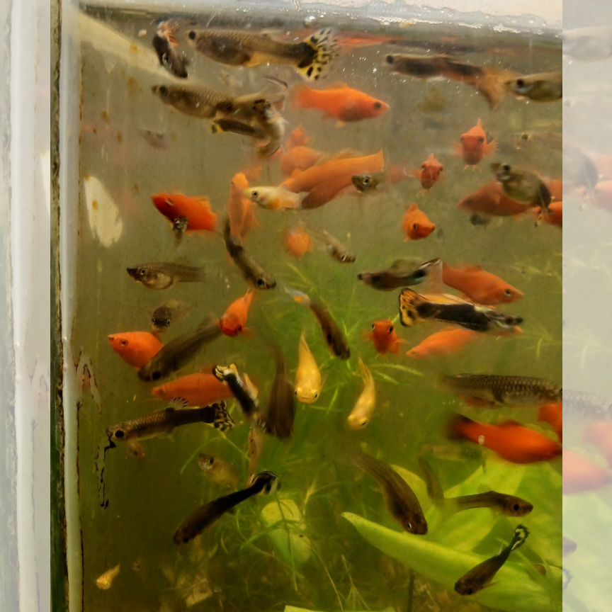 Аквариумные рыбки