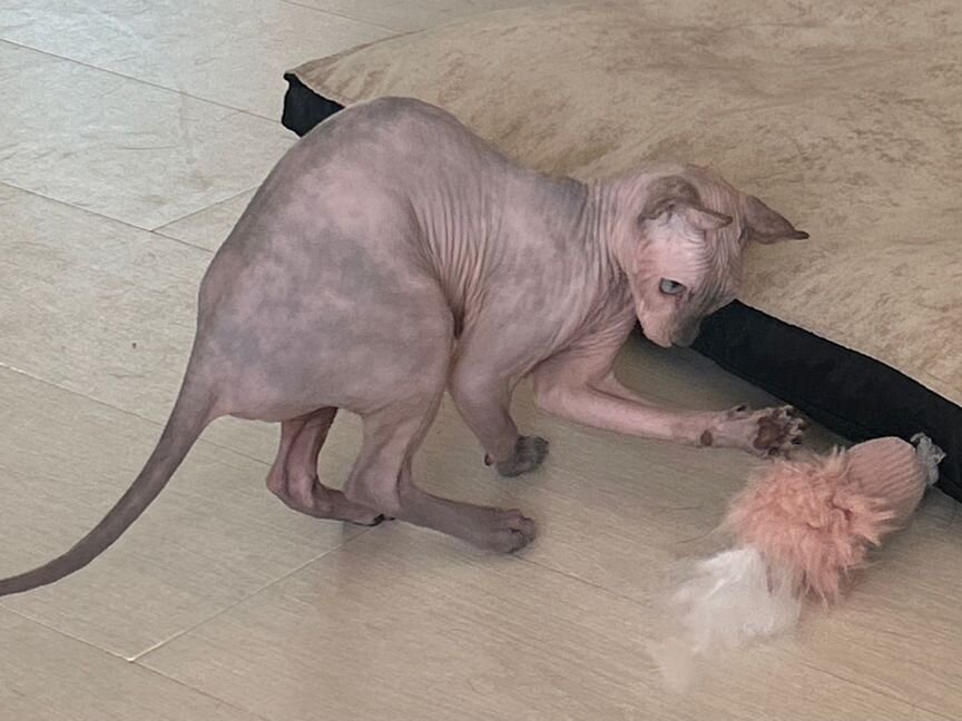 Канадский сфинкс эльф котенок