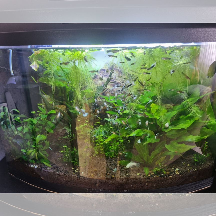 Аквариумная прополка