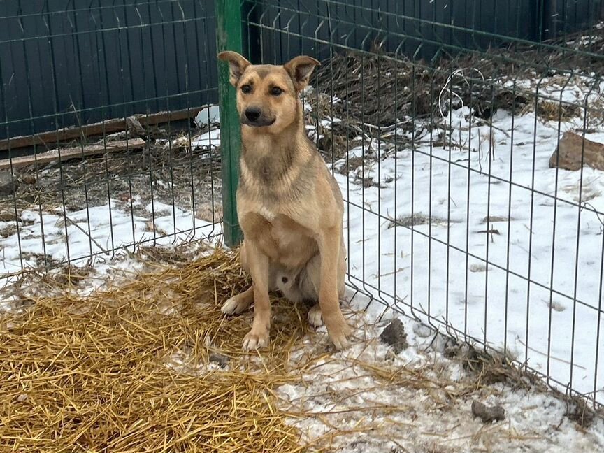 Собака мальчик