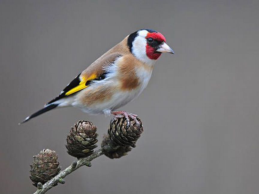 Певчие птицы, щеглы реполов