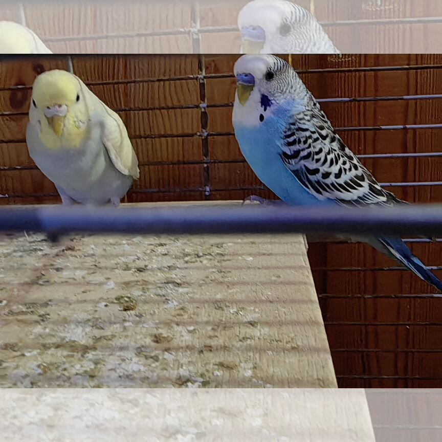 Волнистый попугай