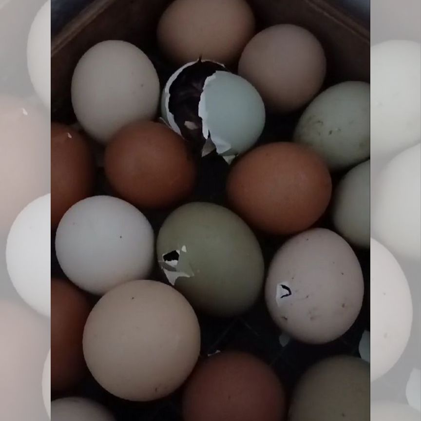 Яйца на инкубацию куриные