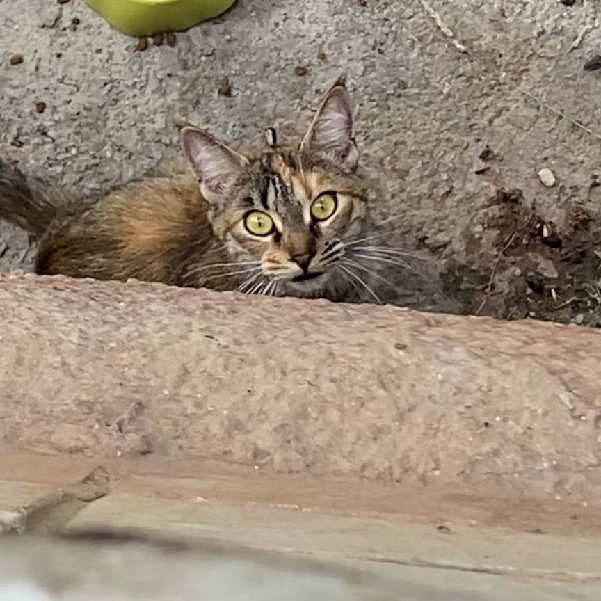 Кошечка ищет дом