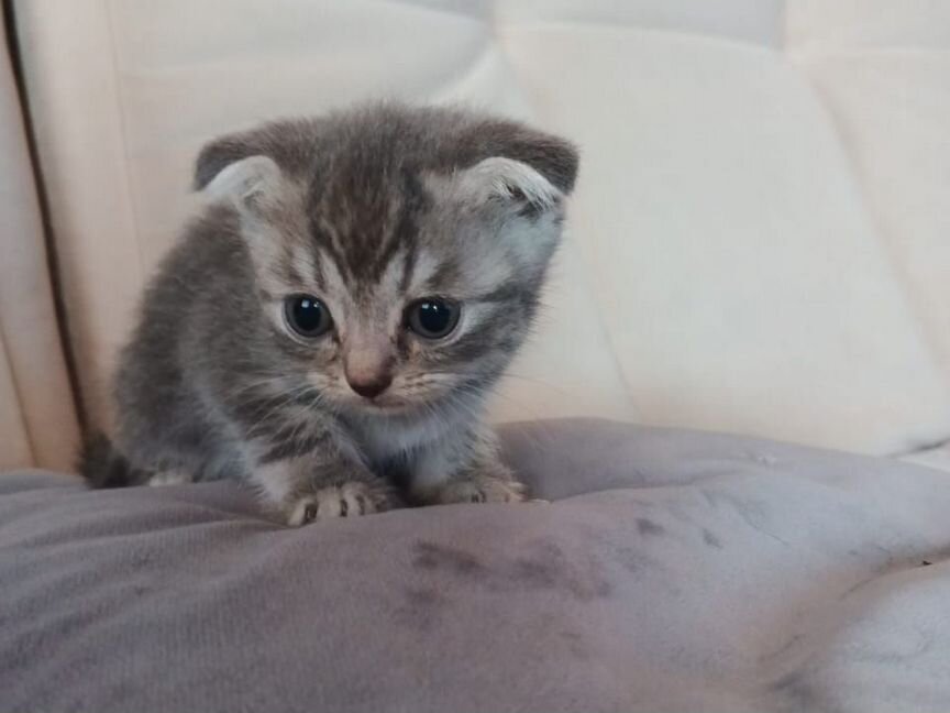 Шотландская вислоухая кошка бесплатно