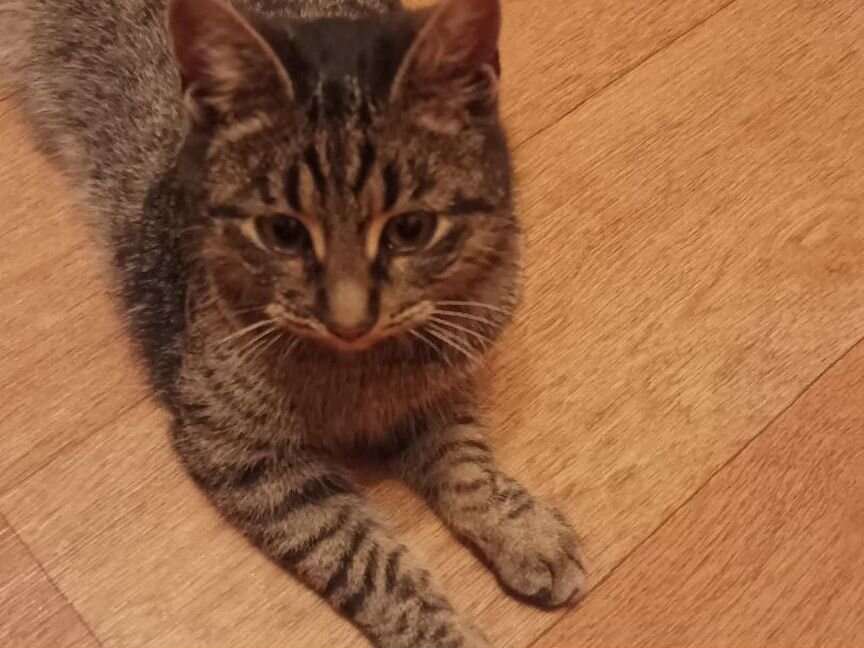 Котята в добрые руки бесплатно