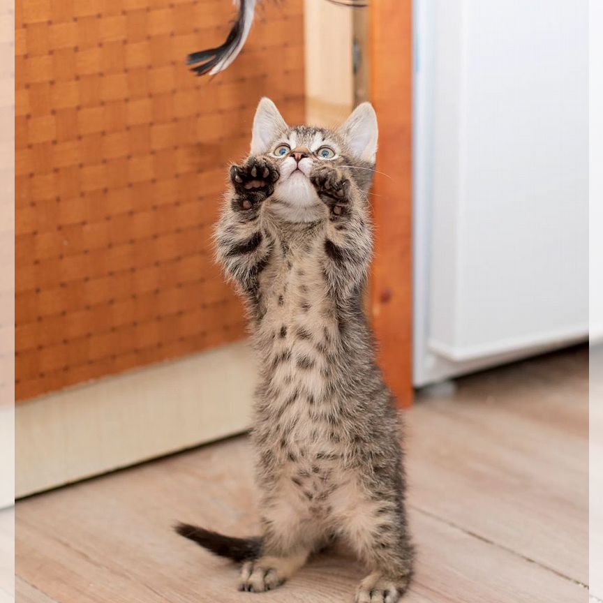 Котёнок в добрые руки
