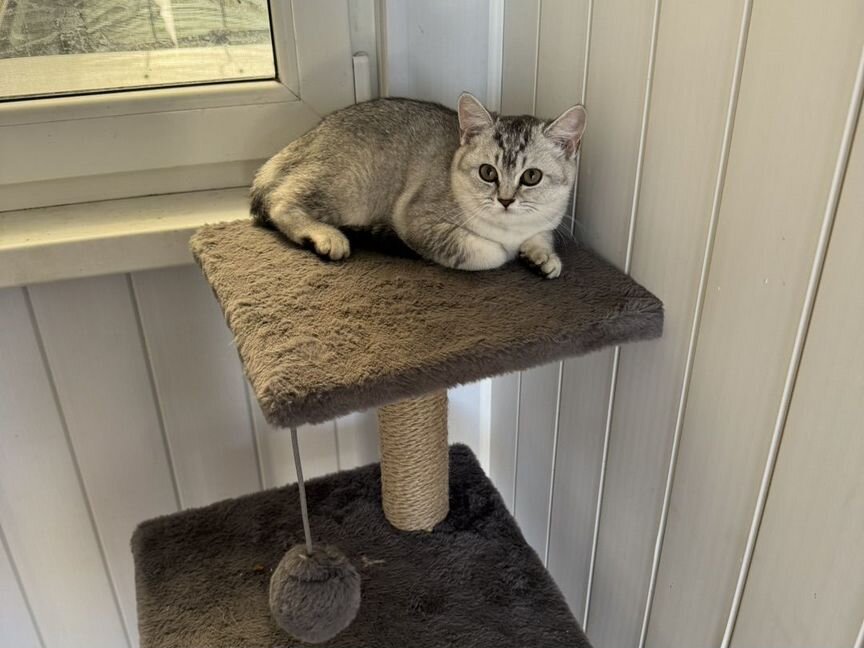 Котеночка