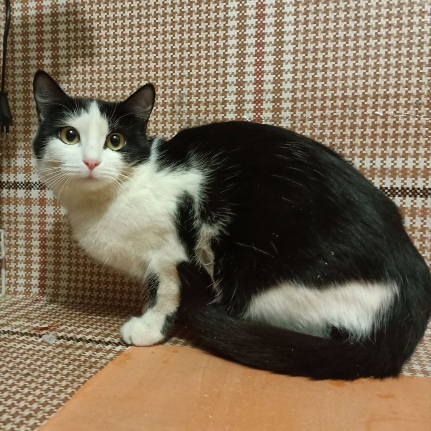 Кошечка подросток стерилизованная мурена