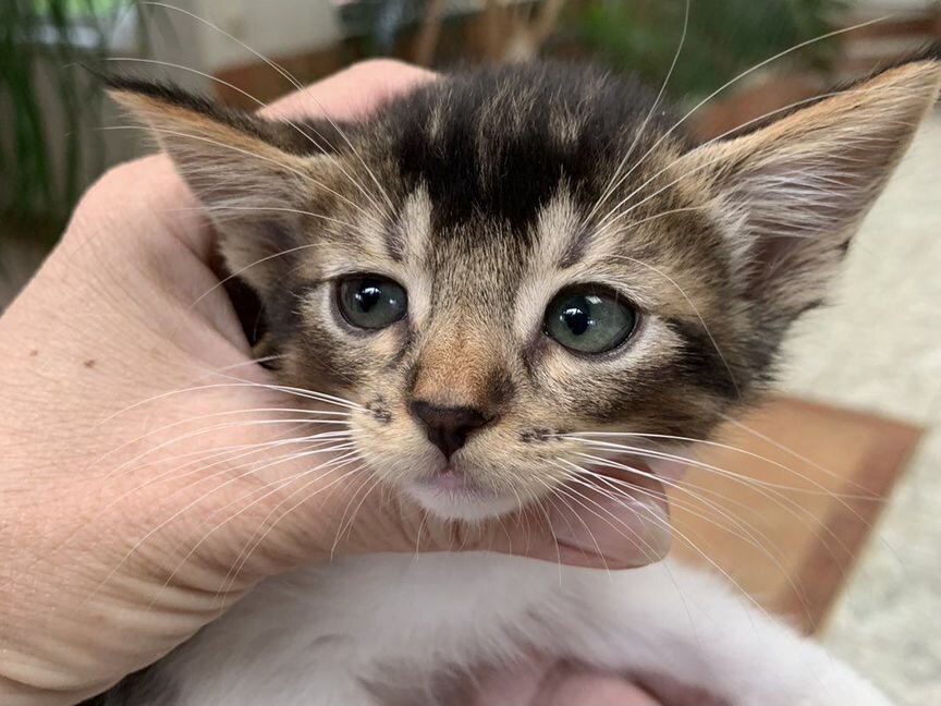 Котята