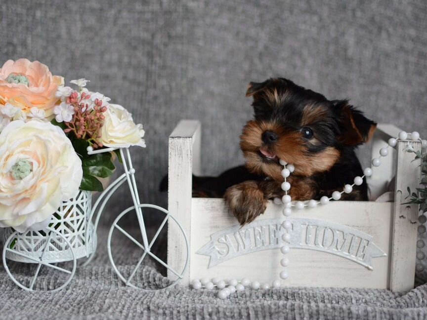 Йоркширский терьер щенки