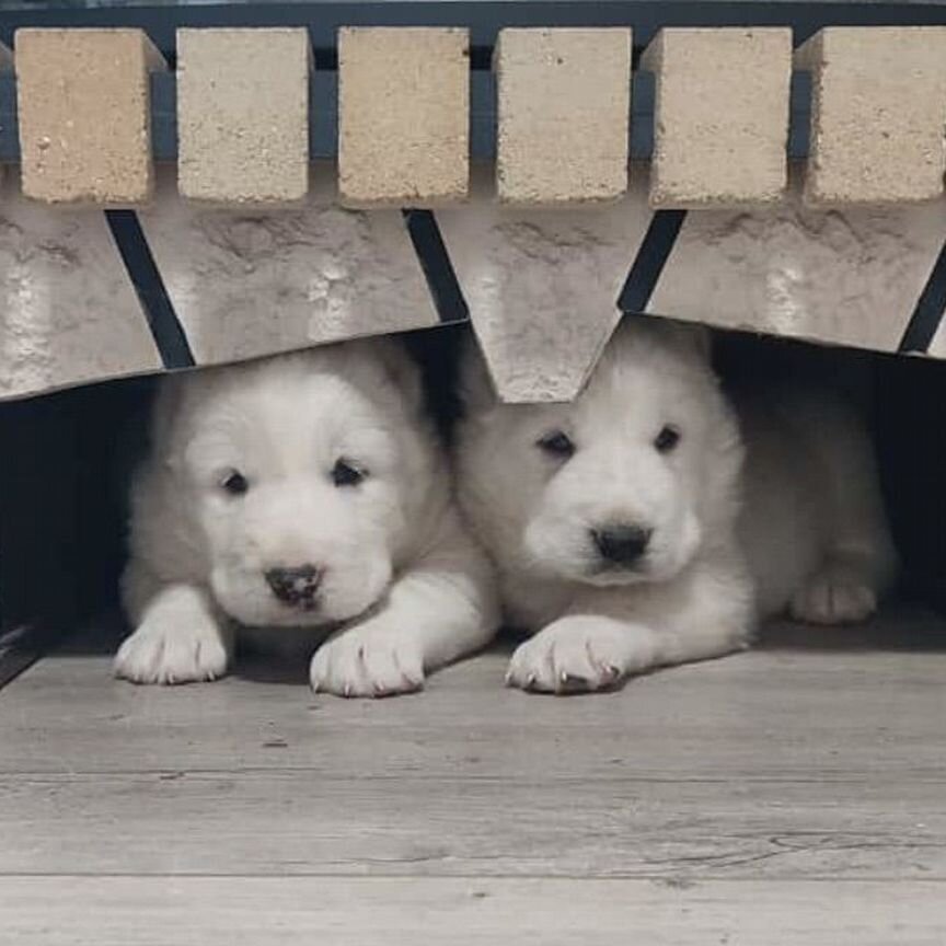 Щенки алабая