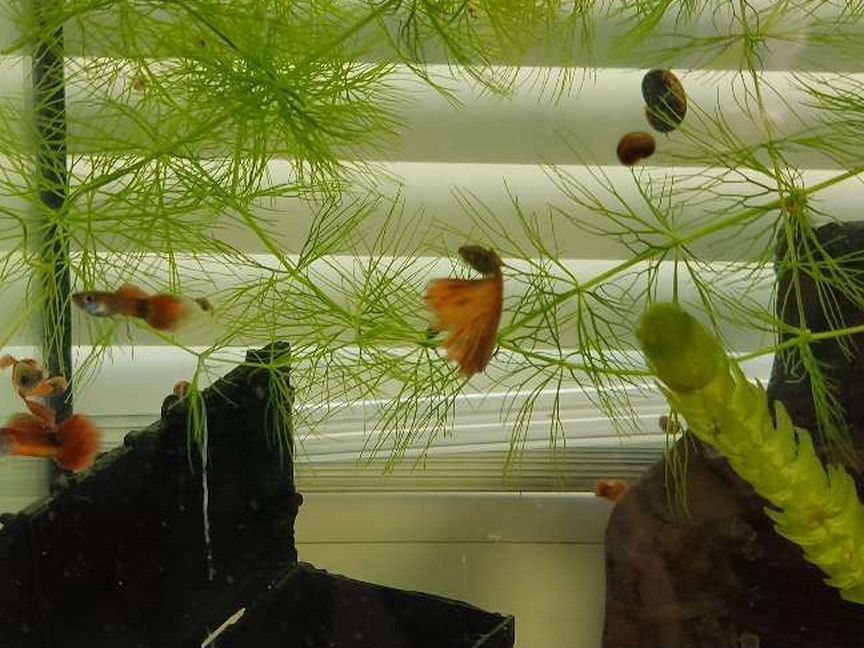 Аквариумные рыбки гуппи