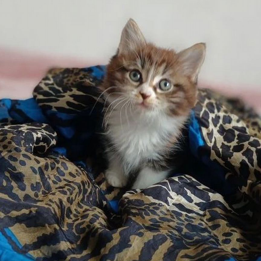 Курильский бобтейл длинношёрстный котёнок