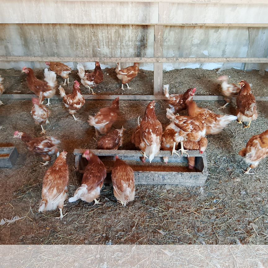 Продаются курочки ломан браун
