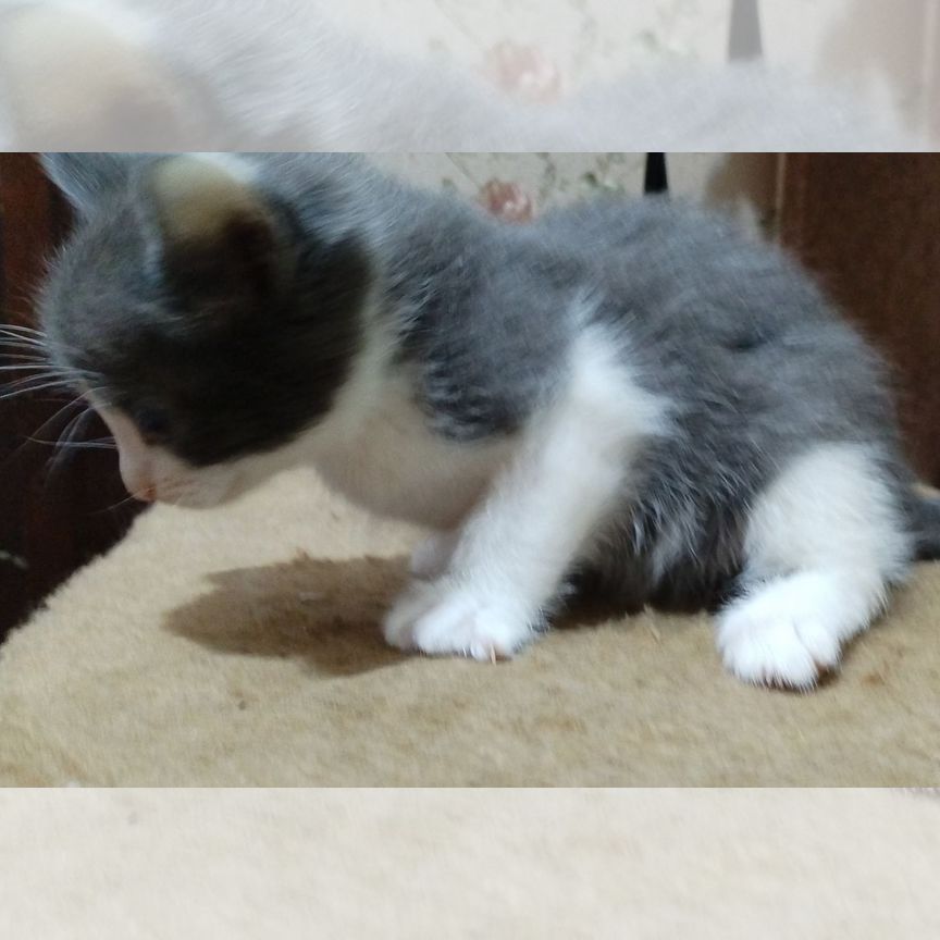 Котёнок от частного владельца