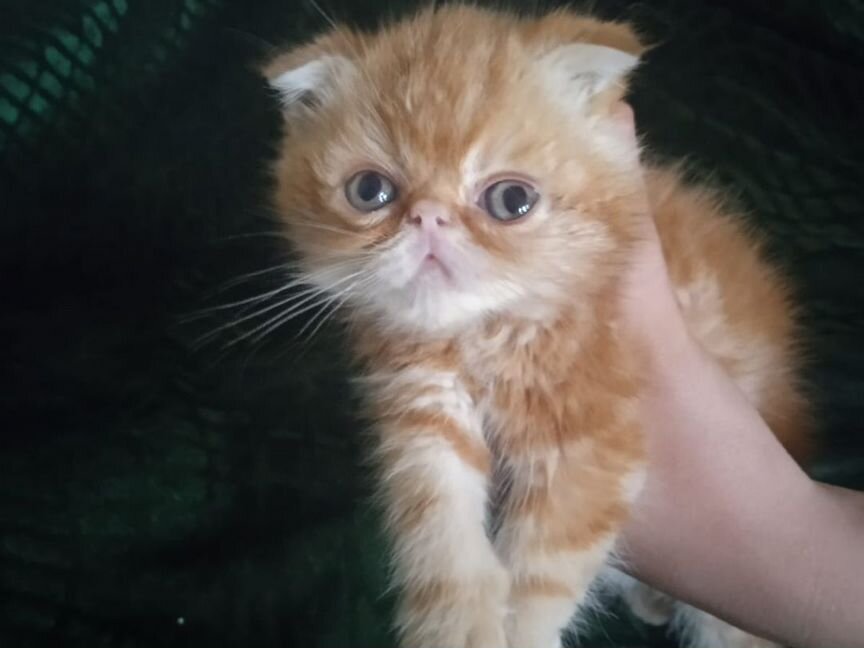 Милые котята