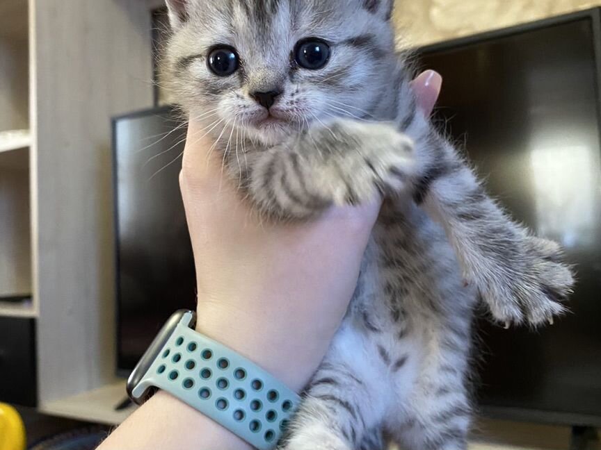 Маленькие британочки