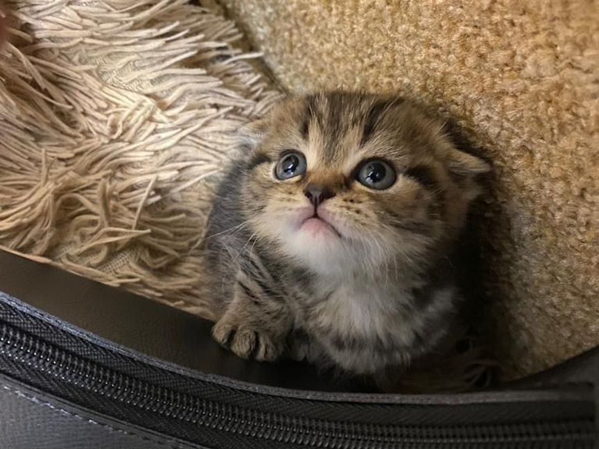 Шотландская кошка
