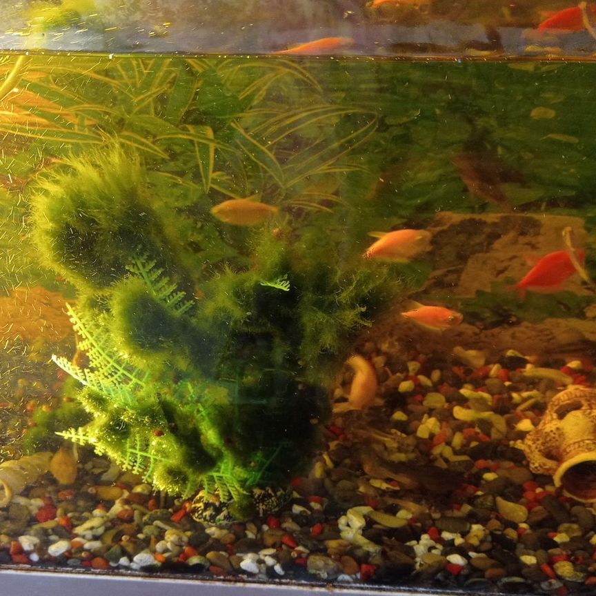 Аквариум с рыбками