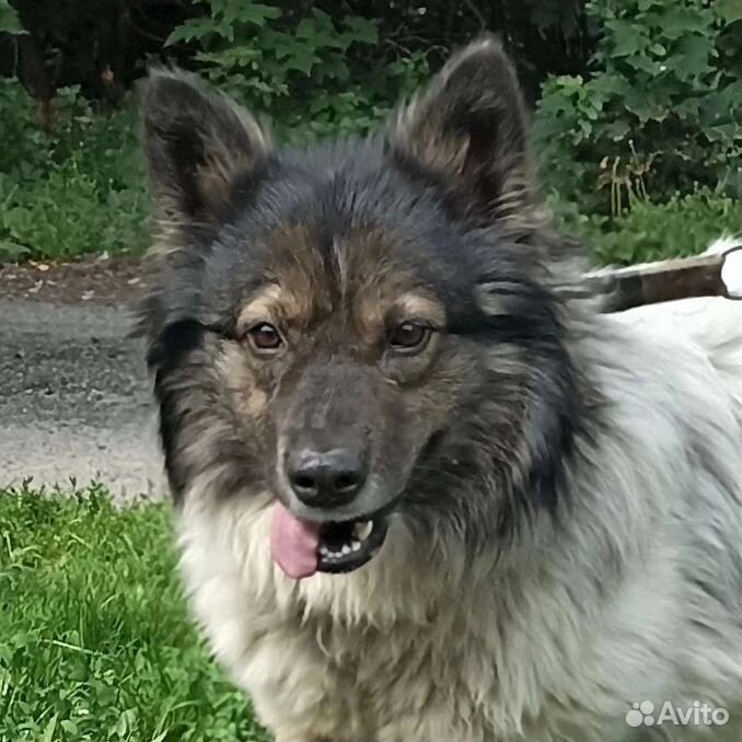 Очаровательный пушистик в добрые руки