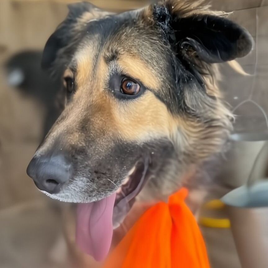 Взрослая собака в добрые руки