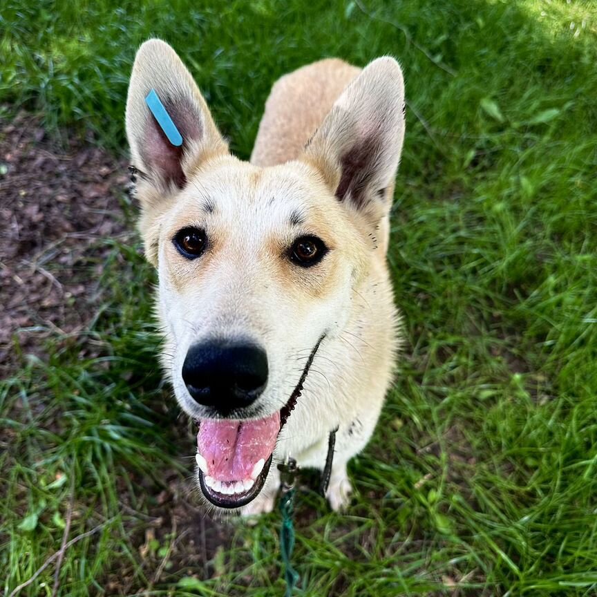 Собака в добрые руки