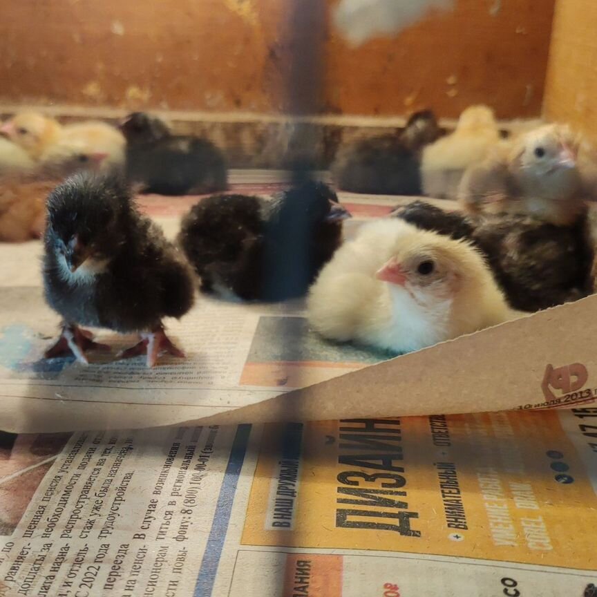Цыплята суточные несушки