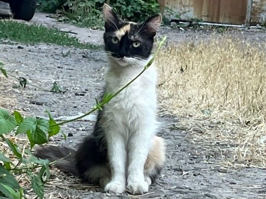 Красивая кошечка ищет дом