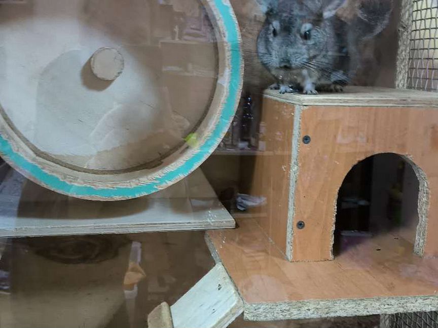 Витрина для шиншилл